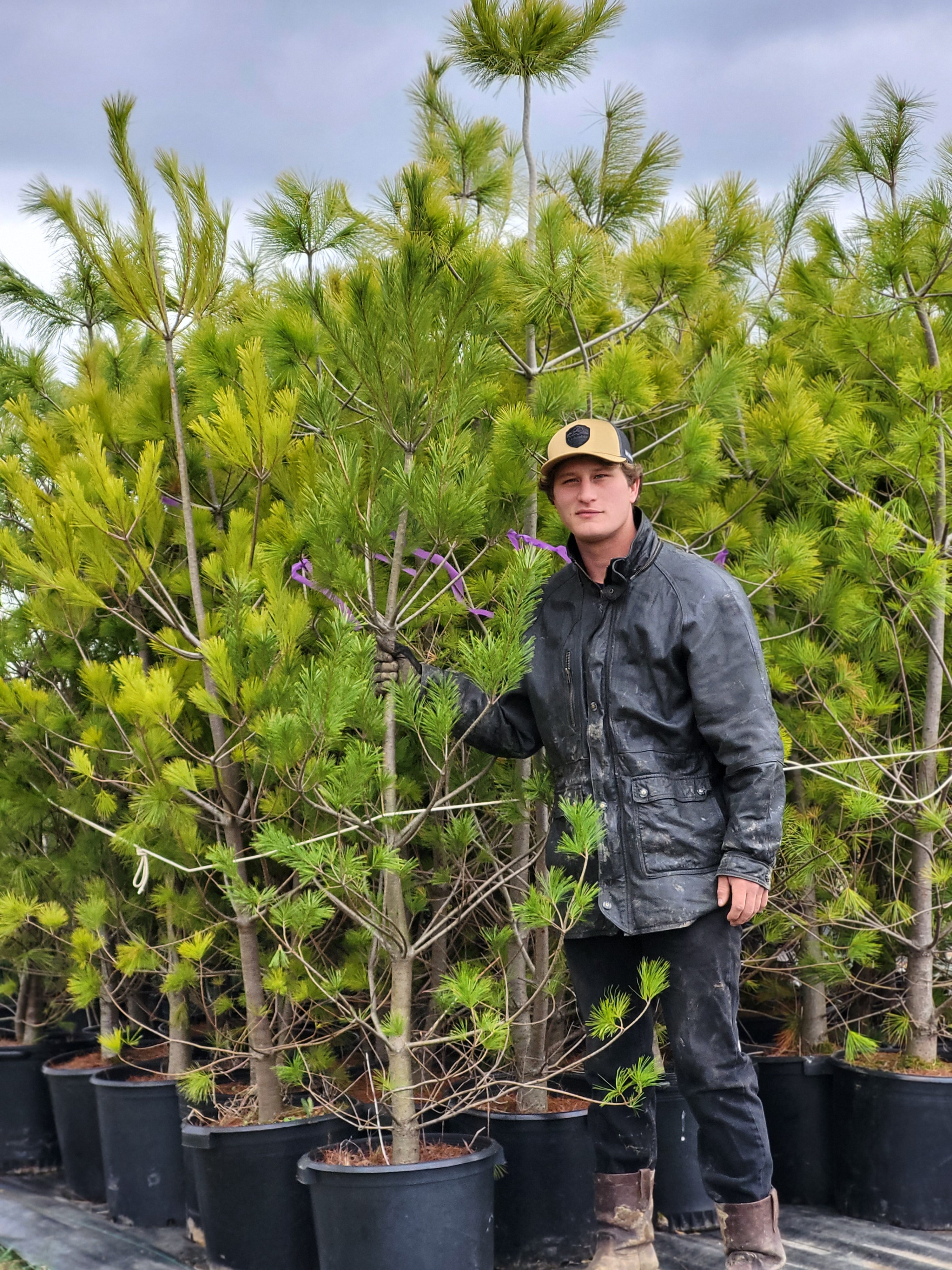 Victory Gardens Native Tree Seedling List 2025 Season – Victory Garden Boys