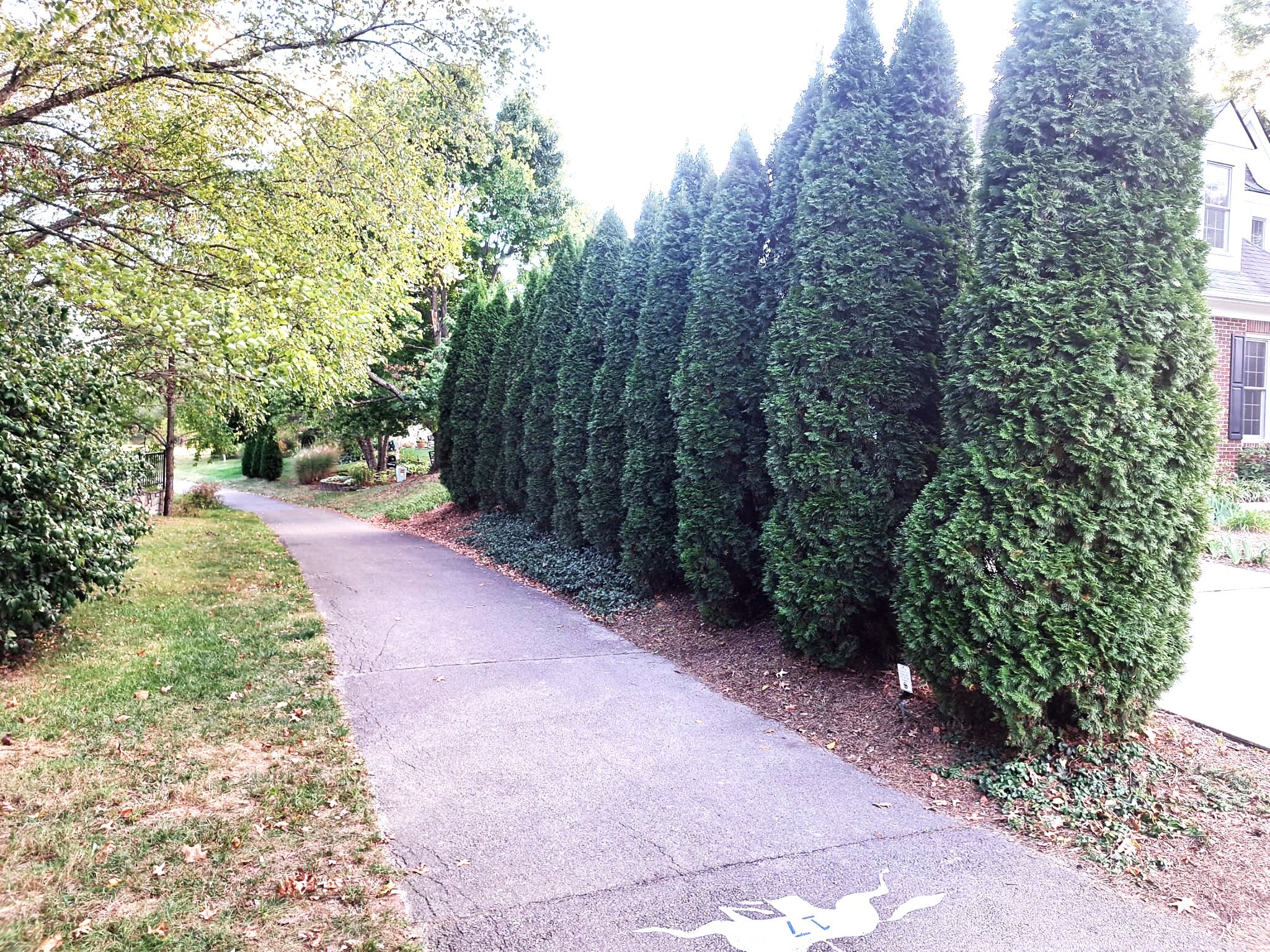 Minimum Distance to Driveway or Sidewalk: Planting a Row of Thuja for ...