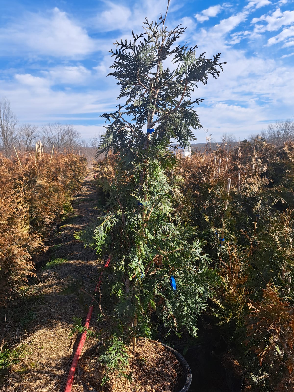Winter Browning of Green Giant Arborvitae Thuja – Victory Garden Boys