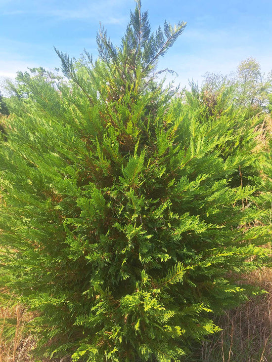 Murray Cypress – Victory Garden Boys