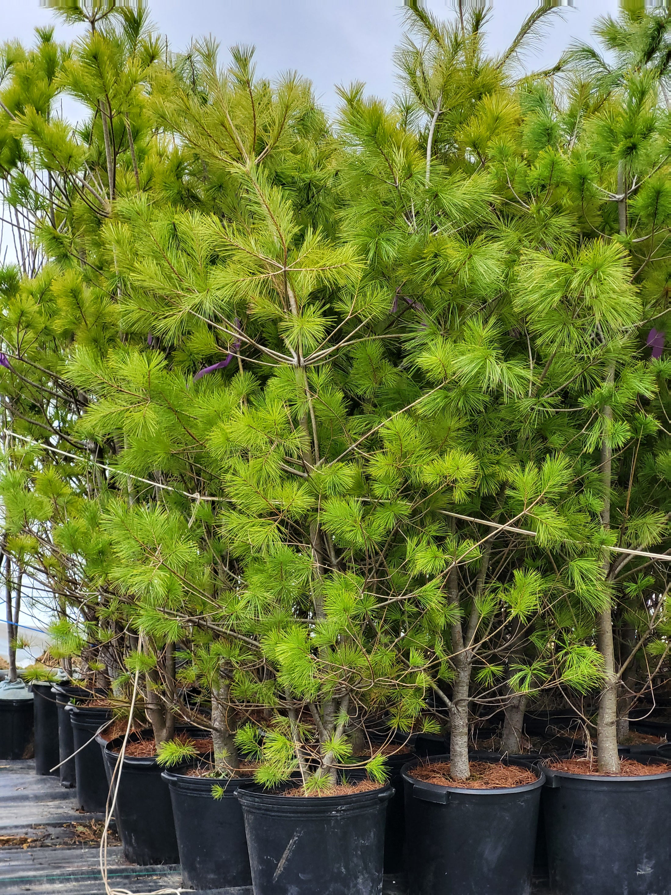 Eastern White Pine – Victory Garden Boys