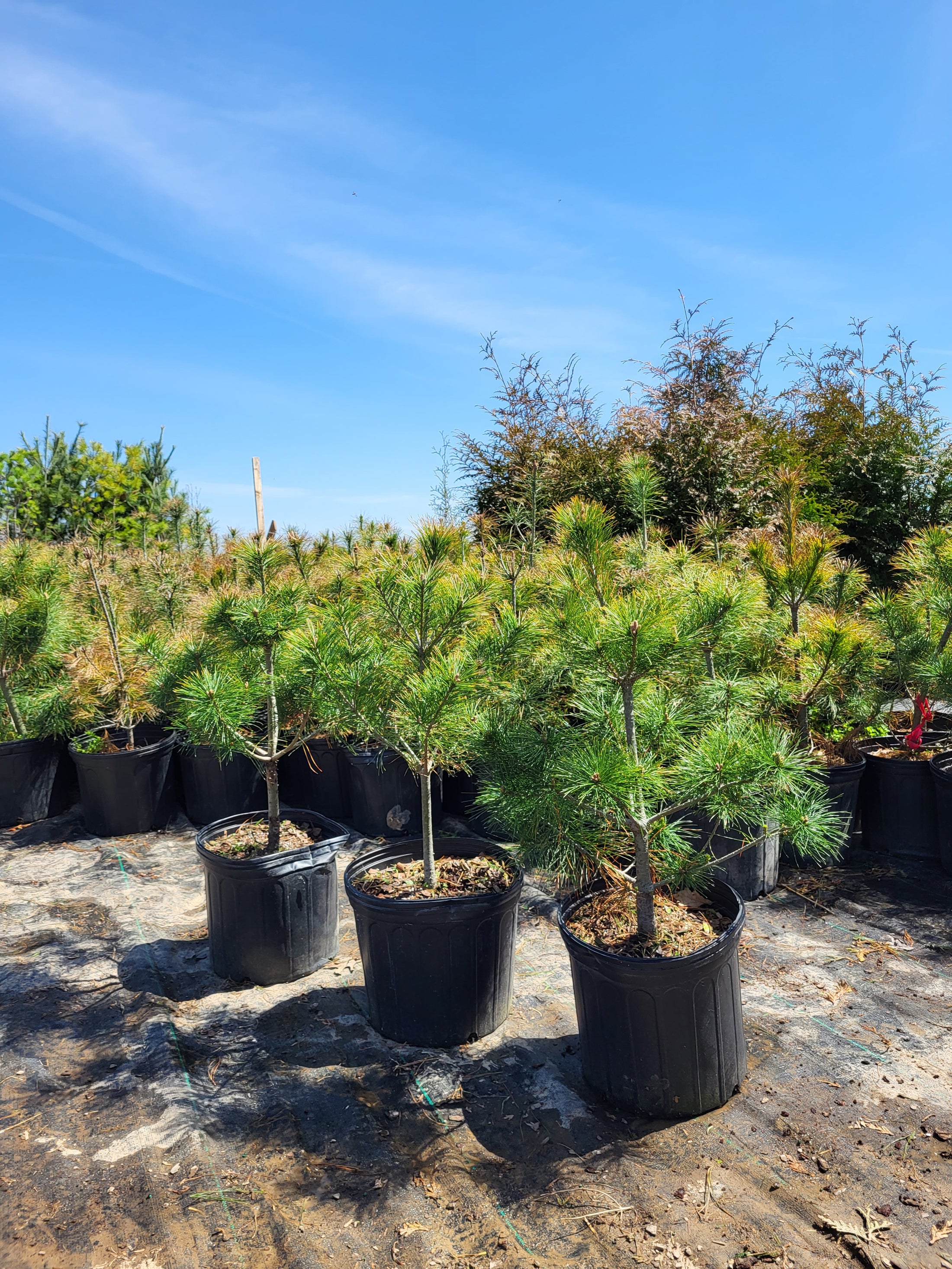 Eastern White Pine – Victory Garden Boys